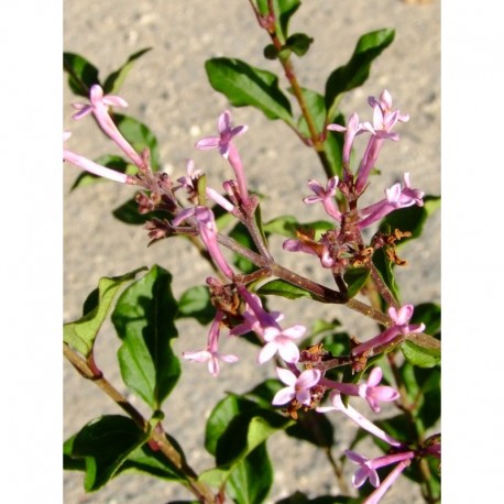 Syringa Red Pixie - lIlas nain remontant