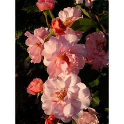 Rosa Aimable Amie - Rosier