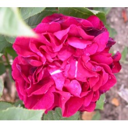 Rosa Aimable Amie - Rosier