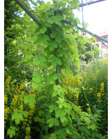 Humulus lupulus Aureus - Houblon doré